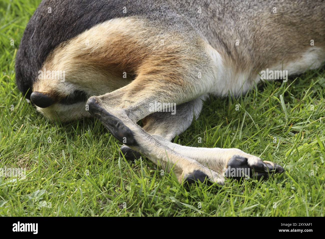 Pigs hind leg hi-res stock photography and images - Alamy