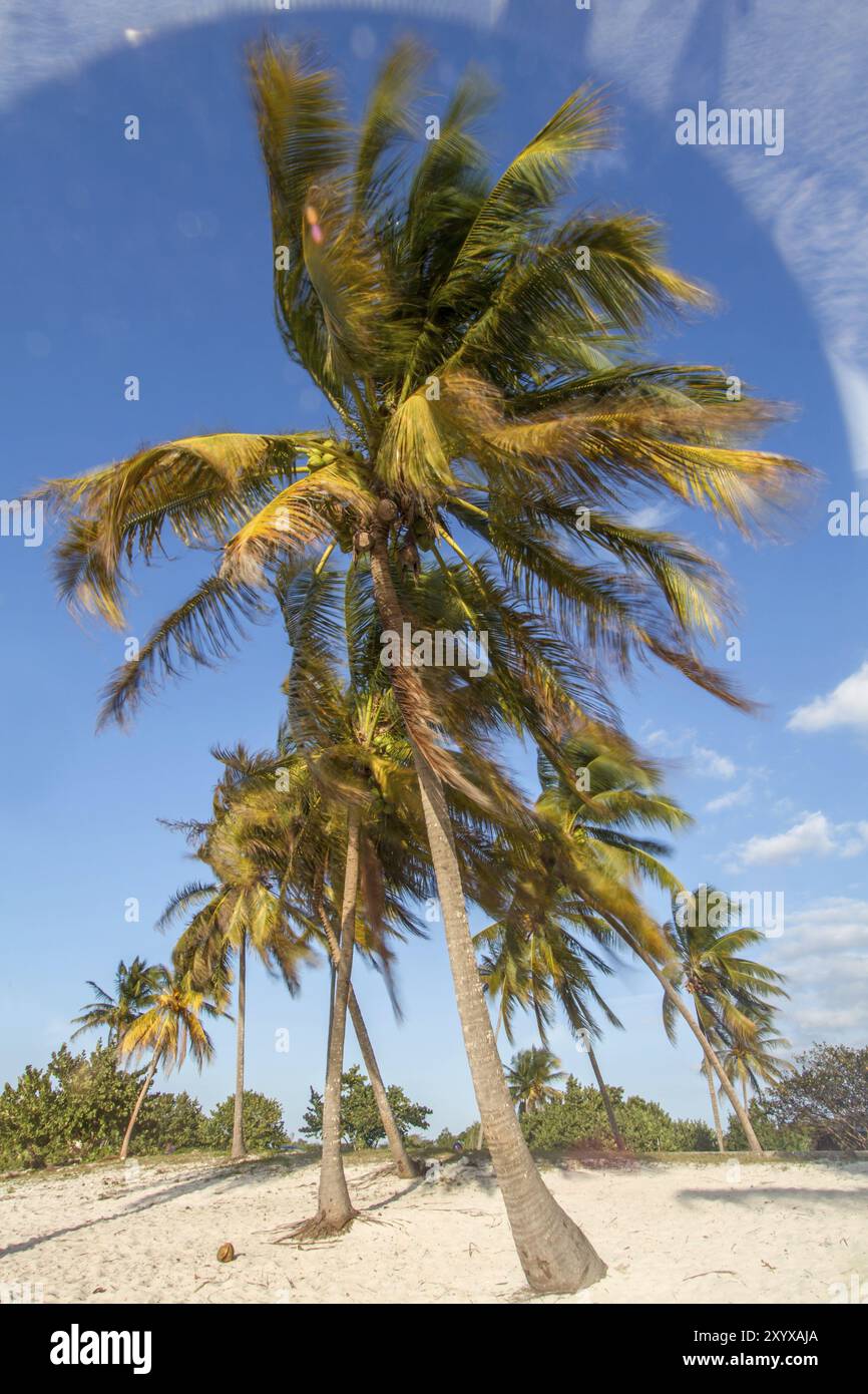 Palm trees in the wind on the beach, Cuba, Central America Stock Photo ...