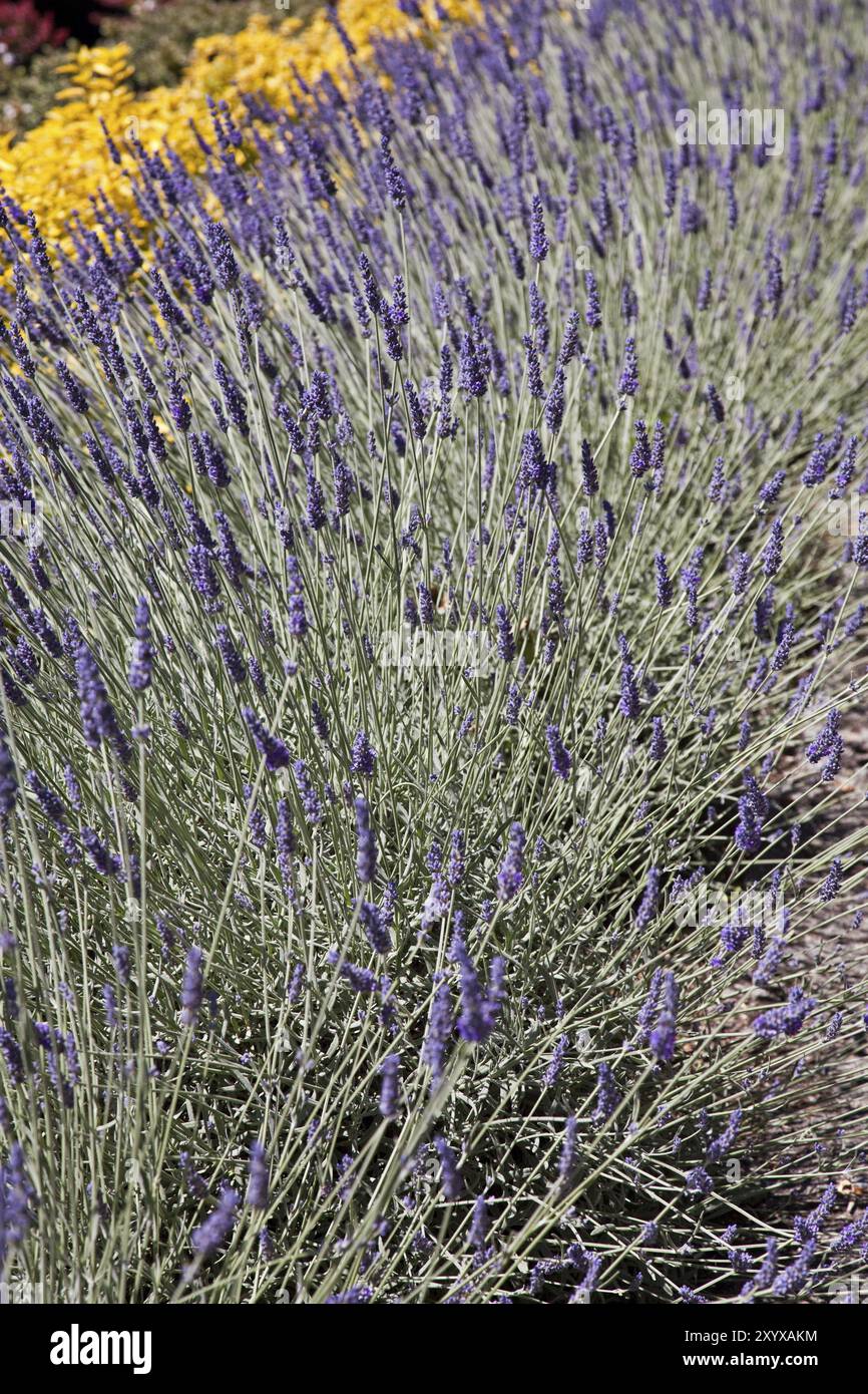 Lavender in full bloom Stock Photo - Alamy