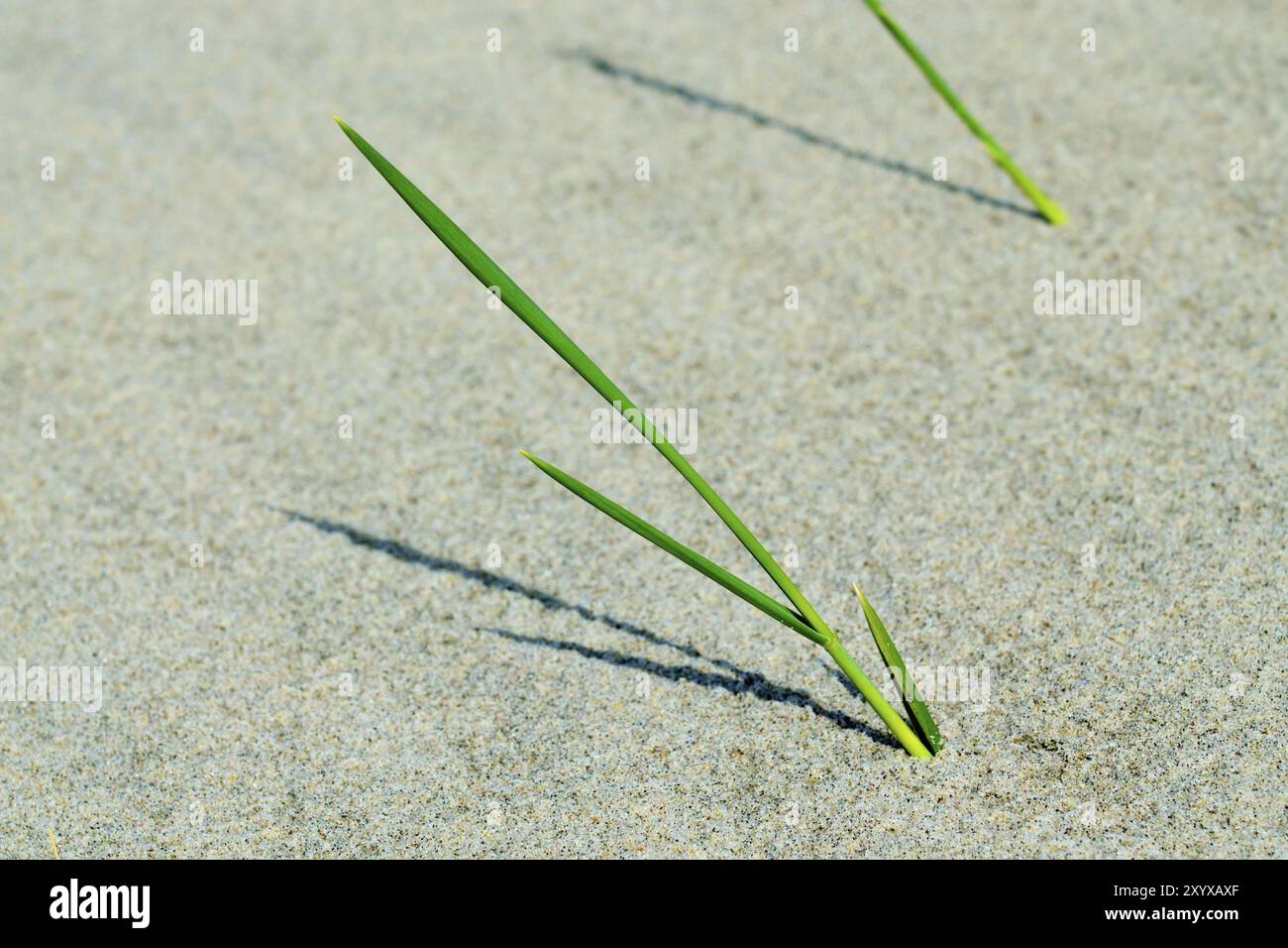 Thin blade of grass breaking through the sand Stock Photo - Alamy