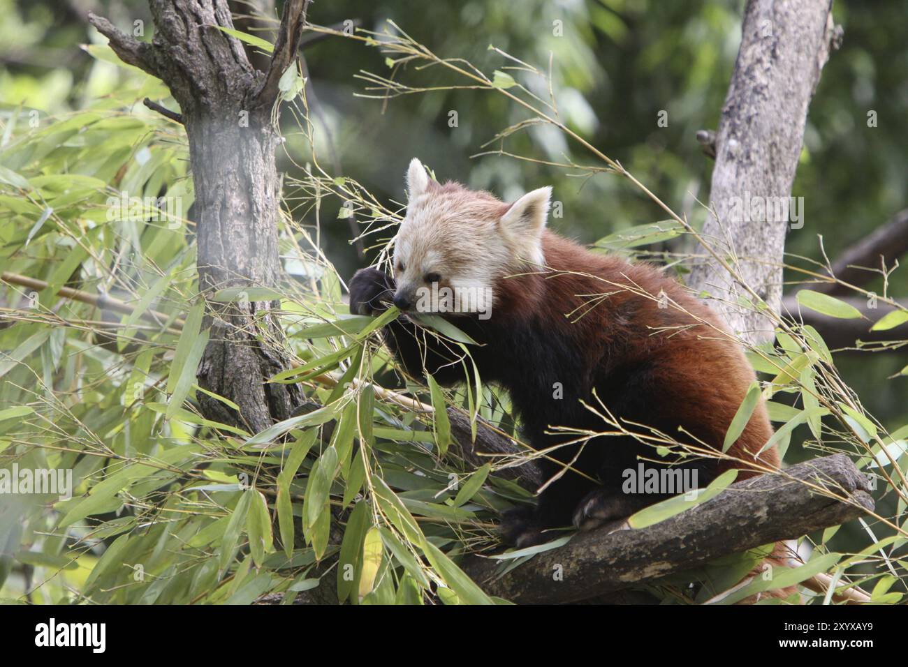Tiny panda hi-res stock photography and images - Alamy