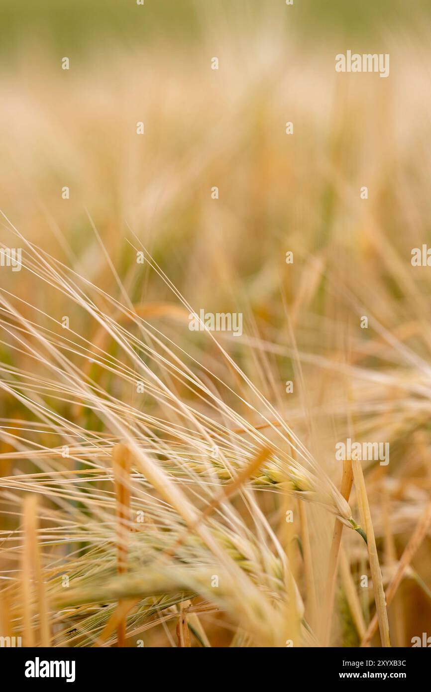 wheat field after a thunderstorm and rain, cloudy weather in a field ...
