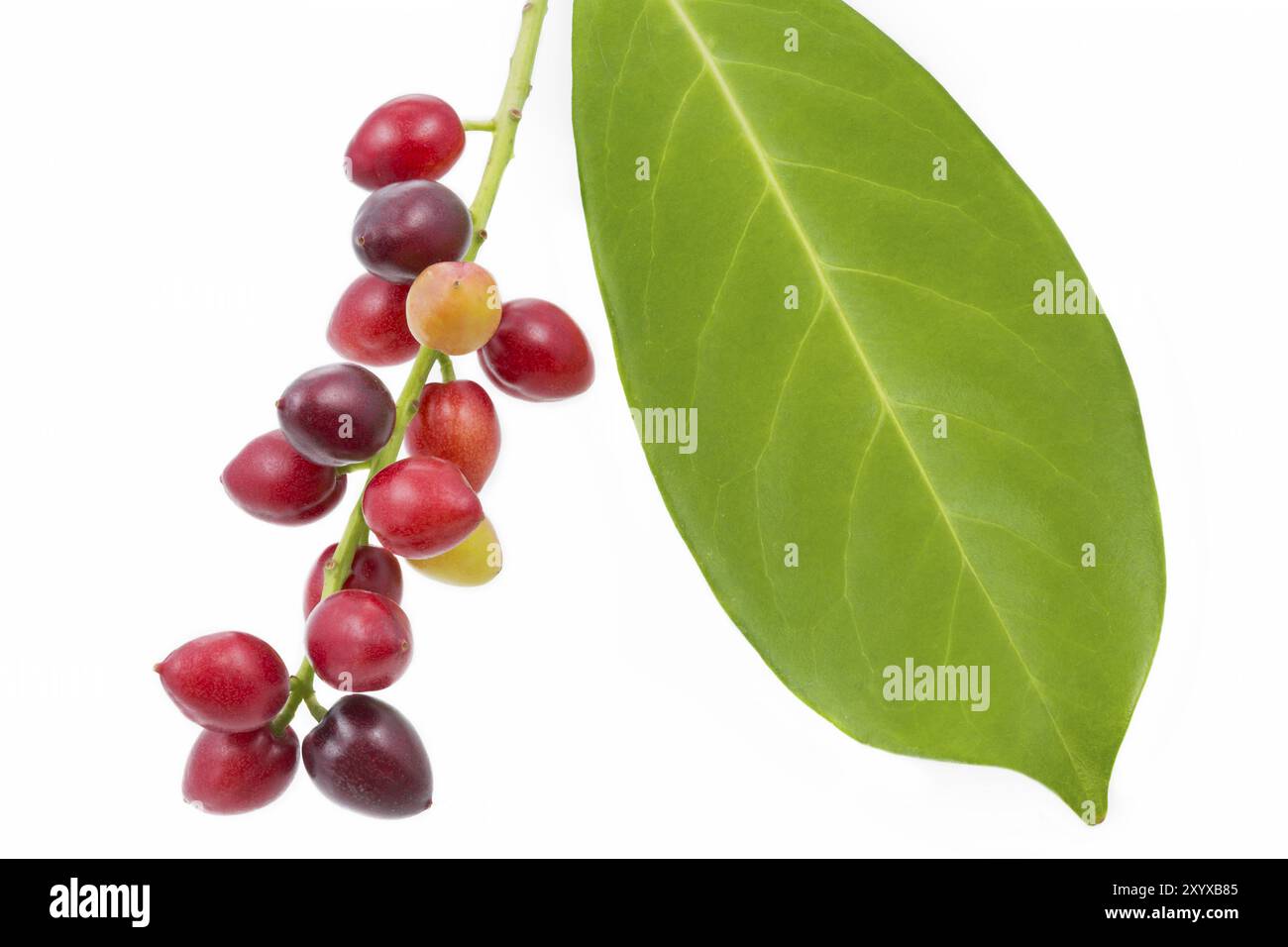 Cherry laurel (Prunus laurocerasus), fruits Stock Photo - Alamy