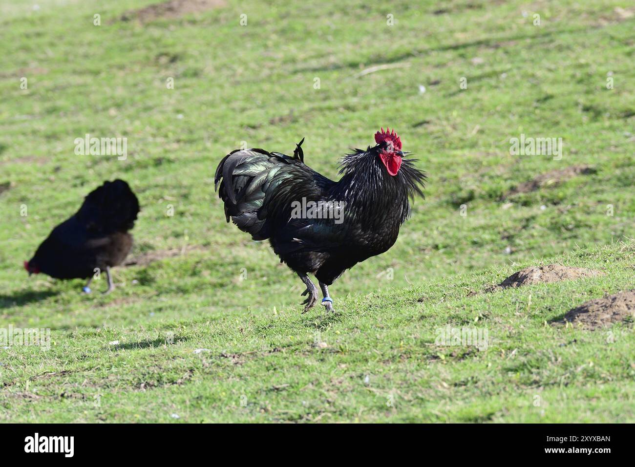 Australorp chickens on a farm. Australorp chicken on a meadow Stock ...