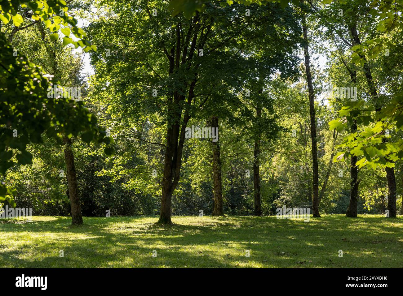 trees of different types growing in the park, different deciduous trees ...