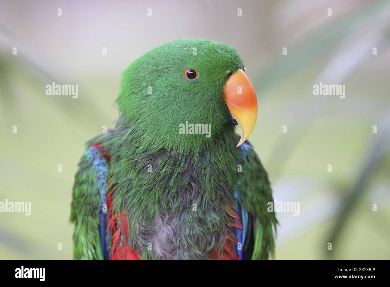 Noble parrot (male Stock Photo - Alamy