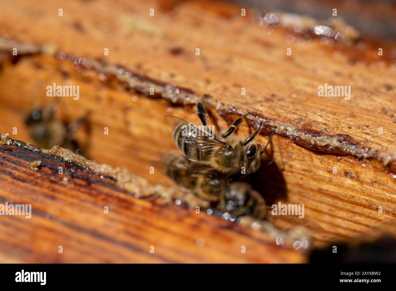 bees and their hive with wooden honeycomb frames, closeup Stock Photo ...