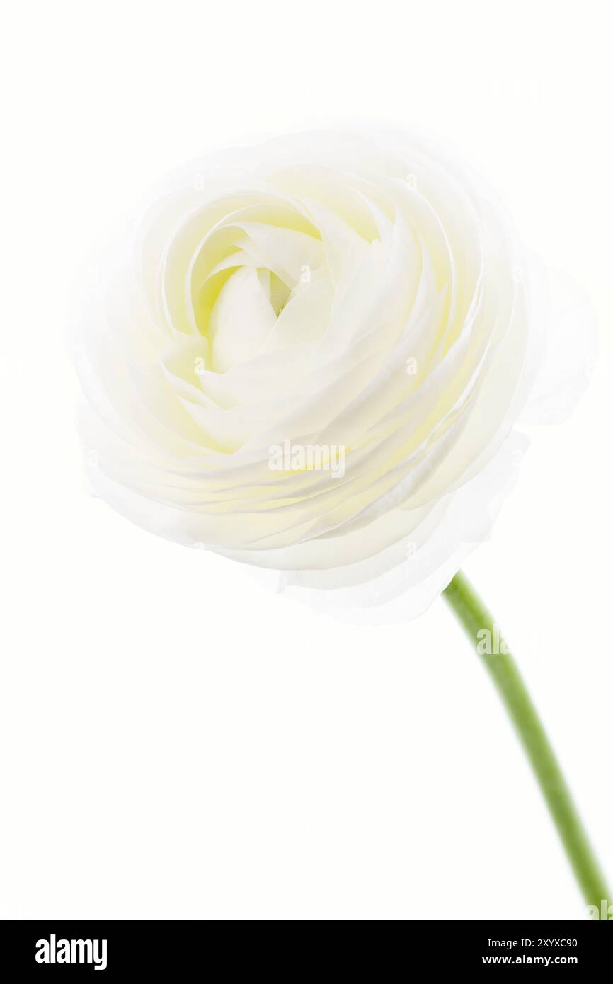 White ranunculus on a white background Stock Photo - Alamy