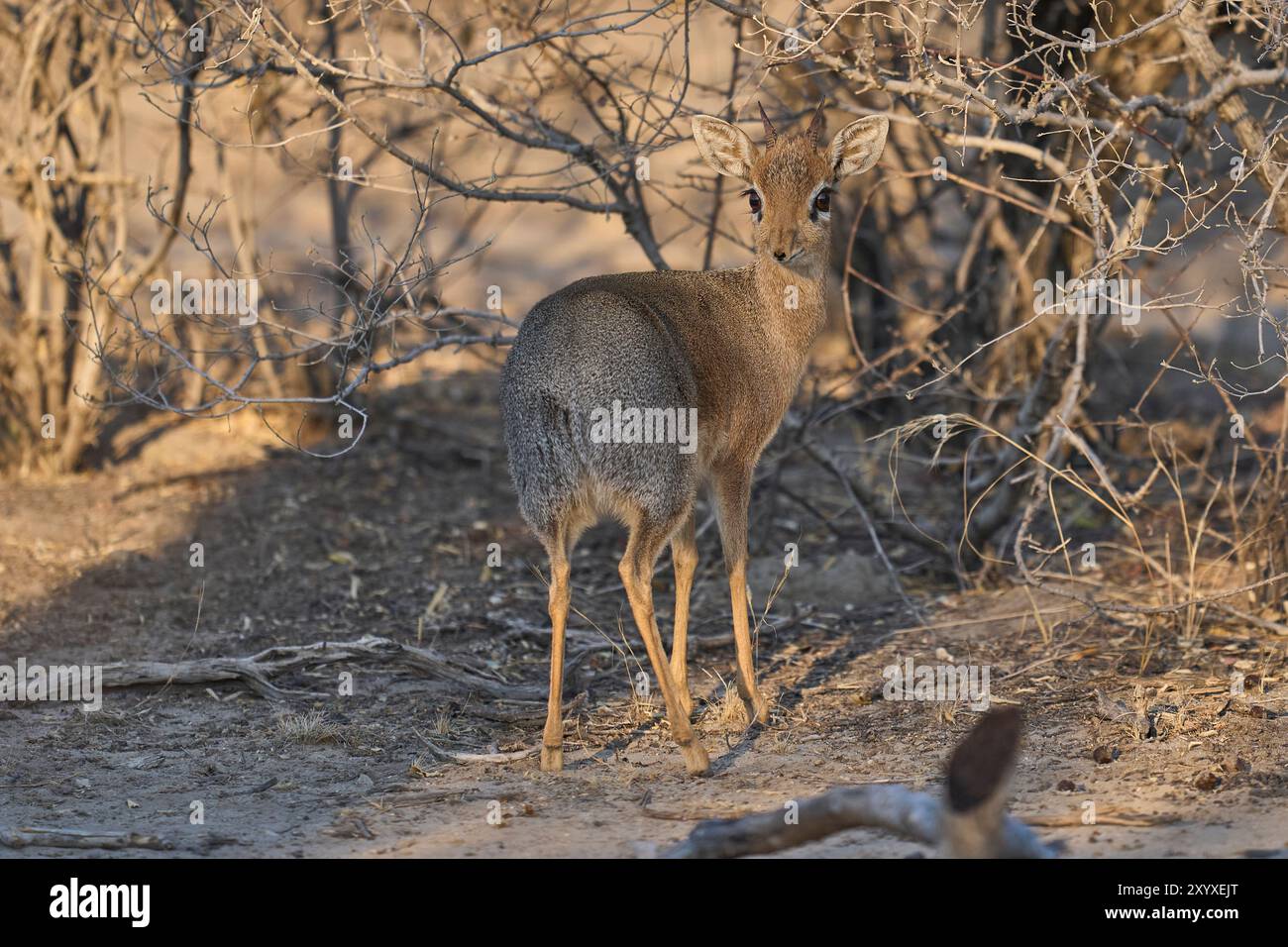 Male Damara Dik-dik (Madoqua kirkii) foraging for food in Etosha ...