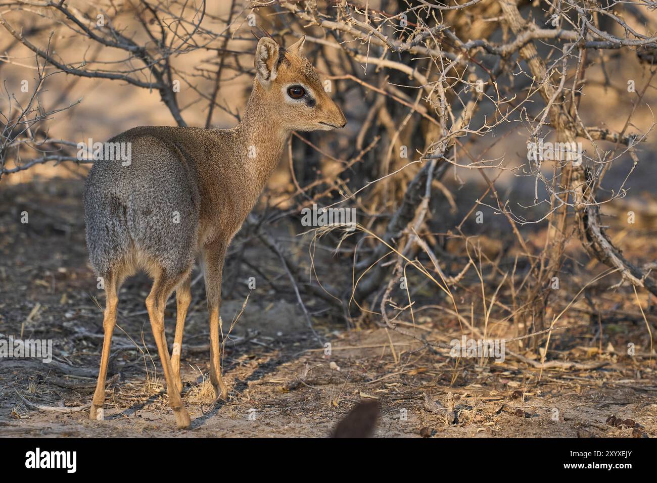 Male Damara Dik-dik (Madoqua kirkii) foraging for food in Etosha ...
