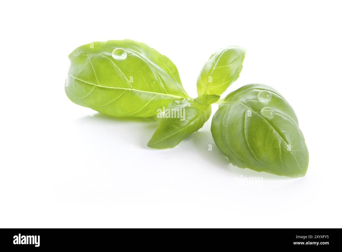 Macro of isolated basil leaves with back light Stock Photo - Alamy