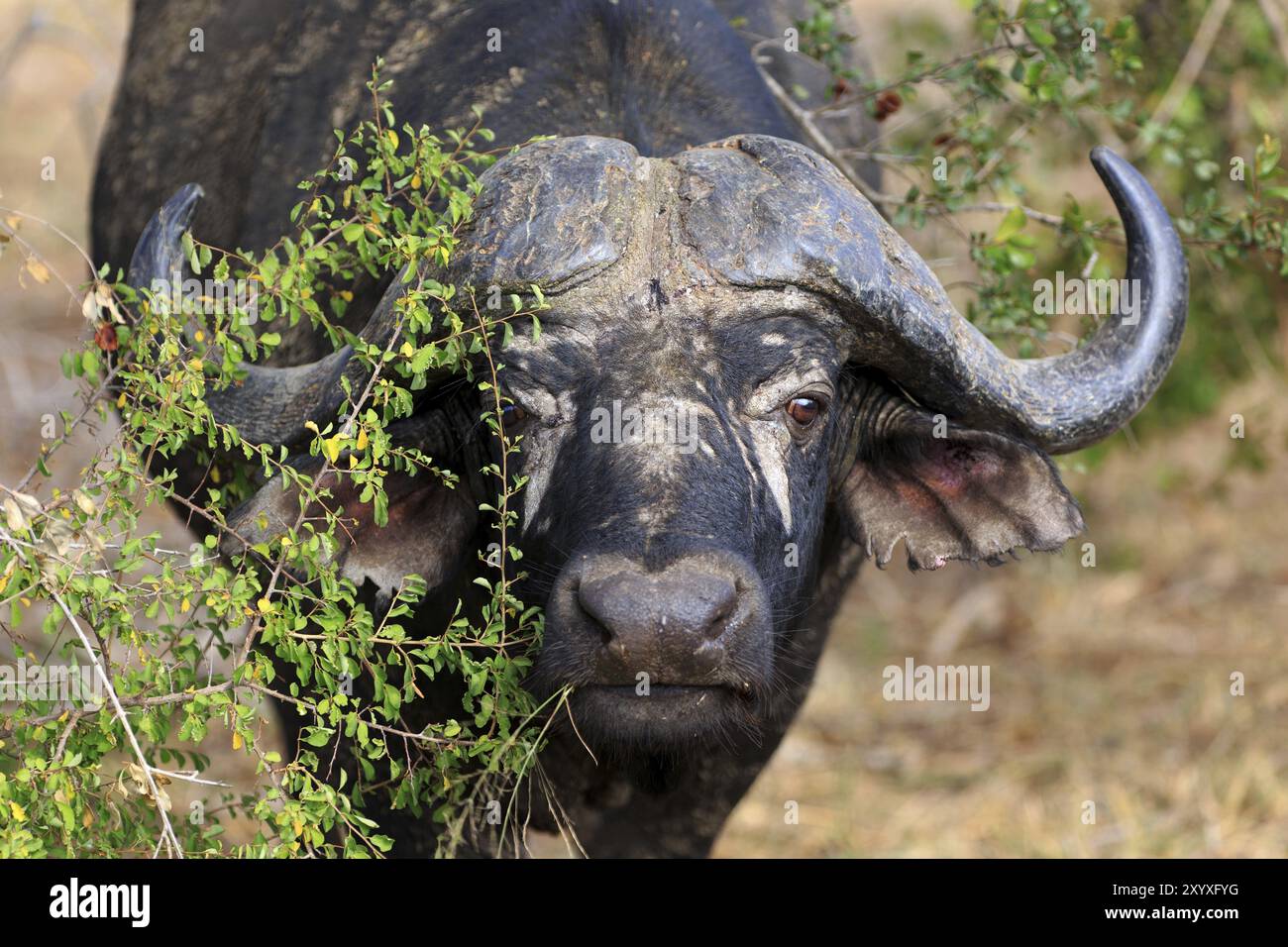 Portrait one buffalo look camera hi-res stock photography and images ...
