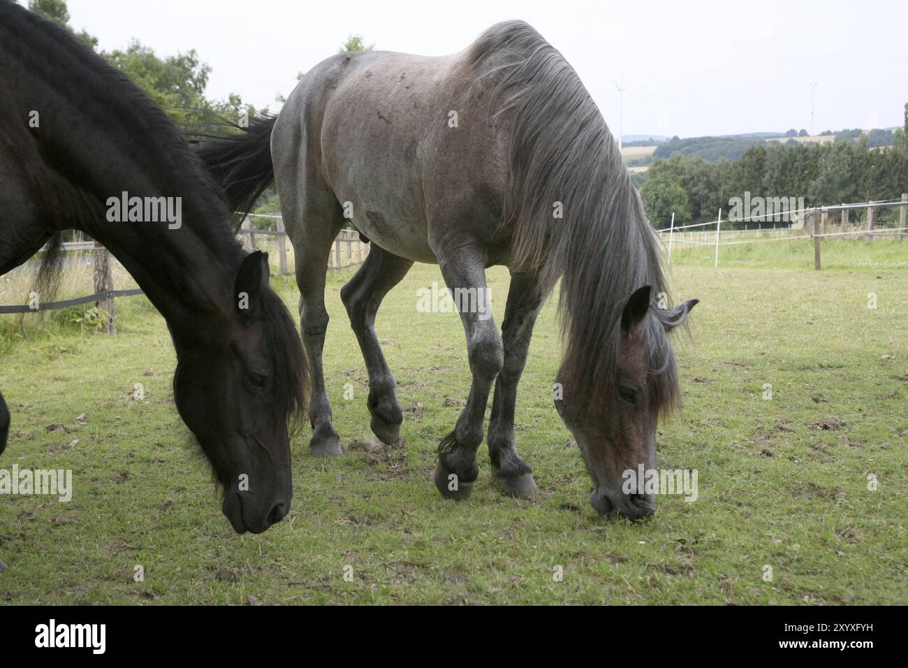 Arabian mix and Friesian Stock Photo - Alamy