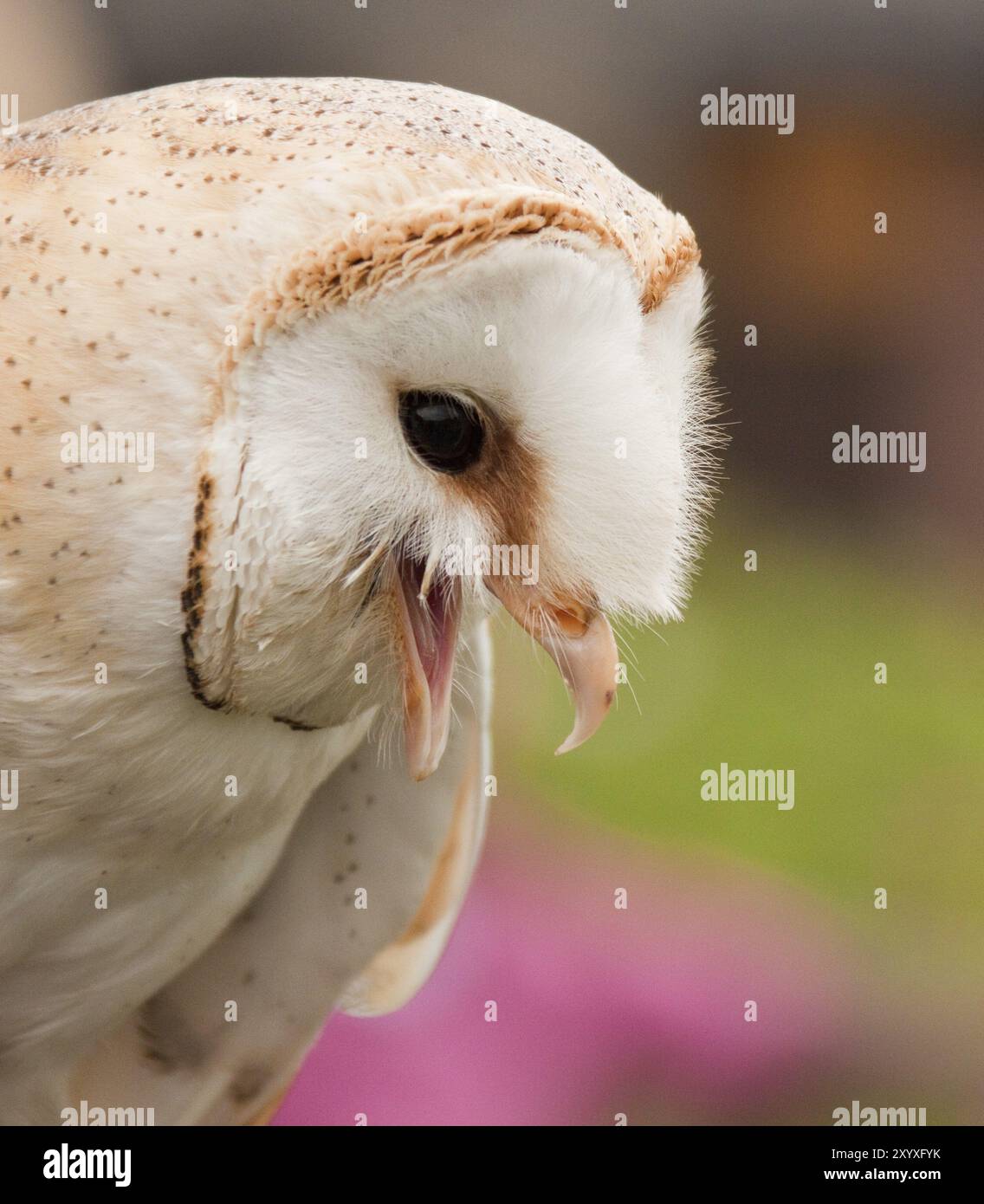 Mediterranean barn owl Stock Photo - Alamy