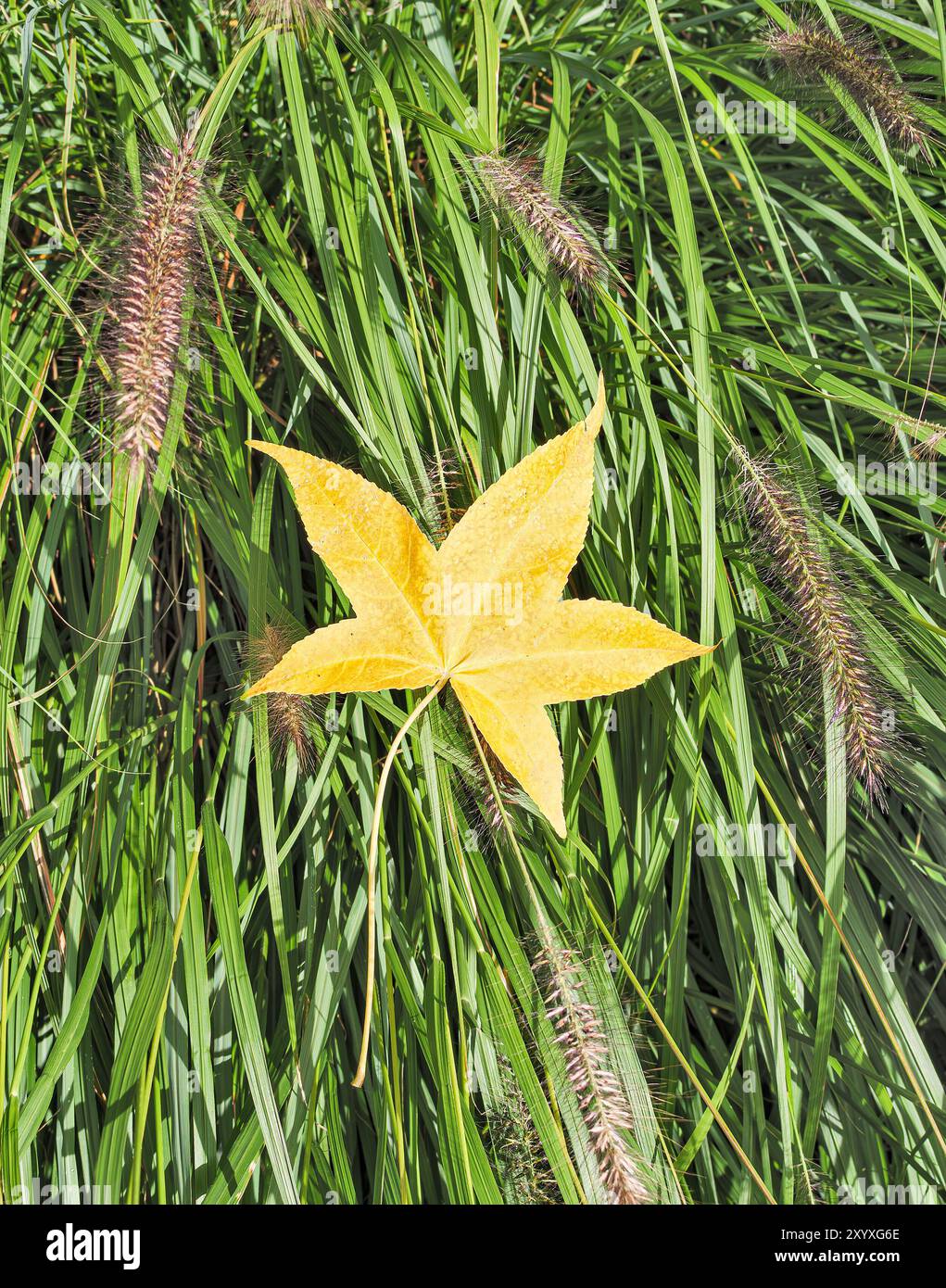 Bright yellow maple leaf on green grass background Stock Photo - Alamy
