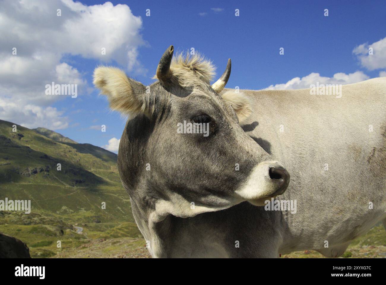 Alpine cow, Alpine cow Stock Photo - Alamy
