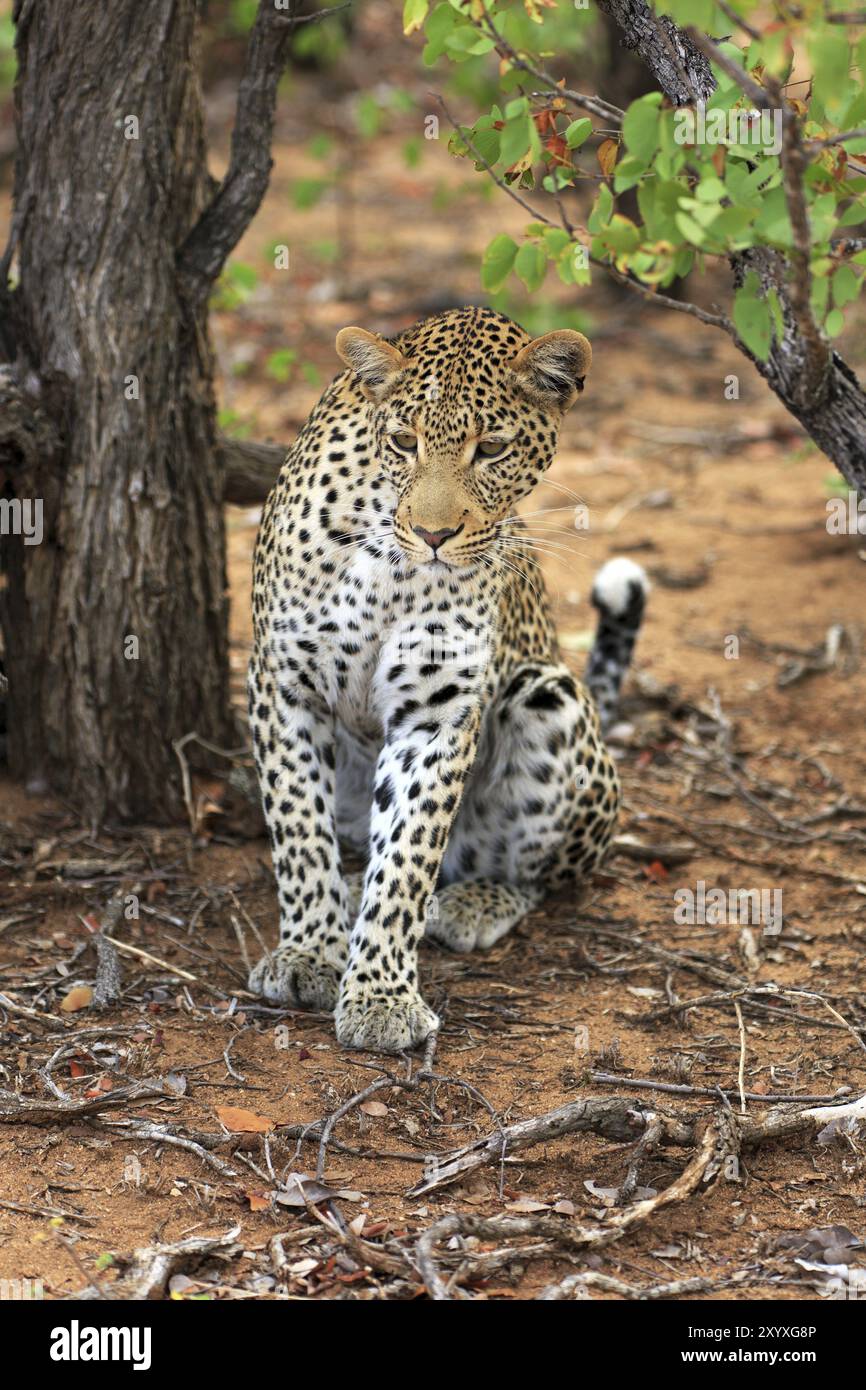 Leopard grass sitting hi-res stock photography and images - Alamy