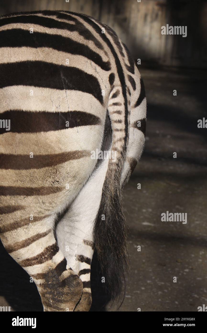 Grants zebra back view hi-res stock photography and images - Alamy