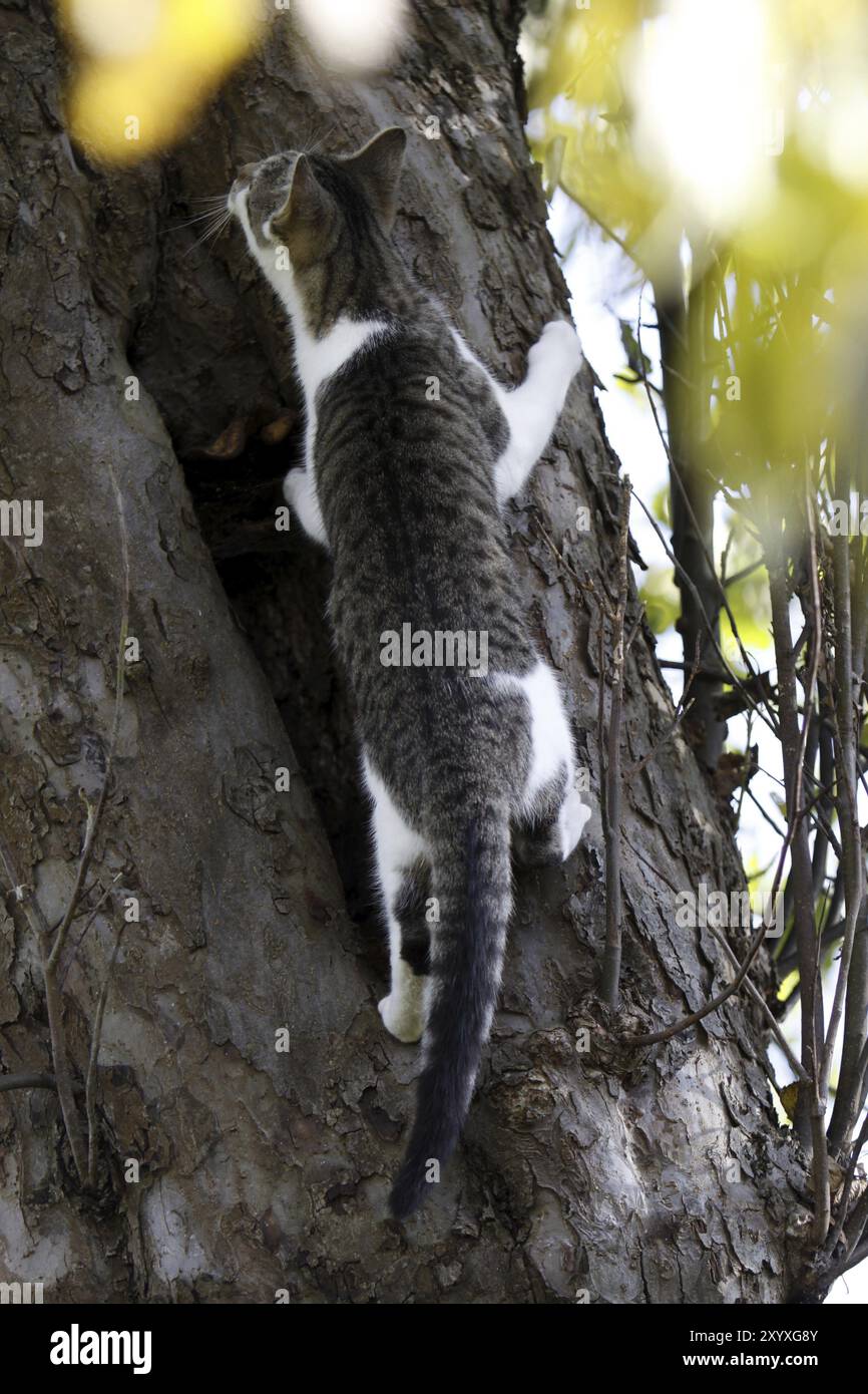 Climbing cat on a tree Stock Photo - Alamy