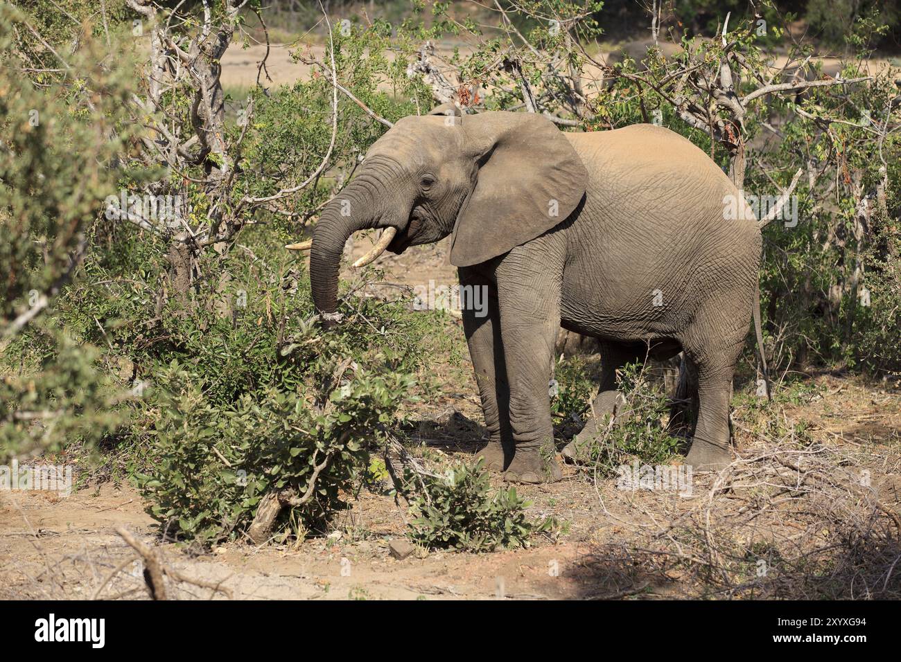 Elephant in search of food Stock Photo - Alamy