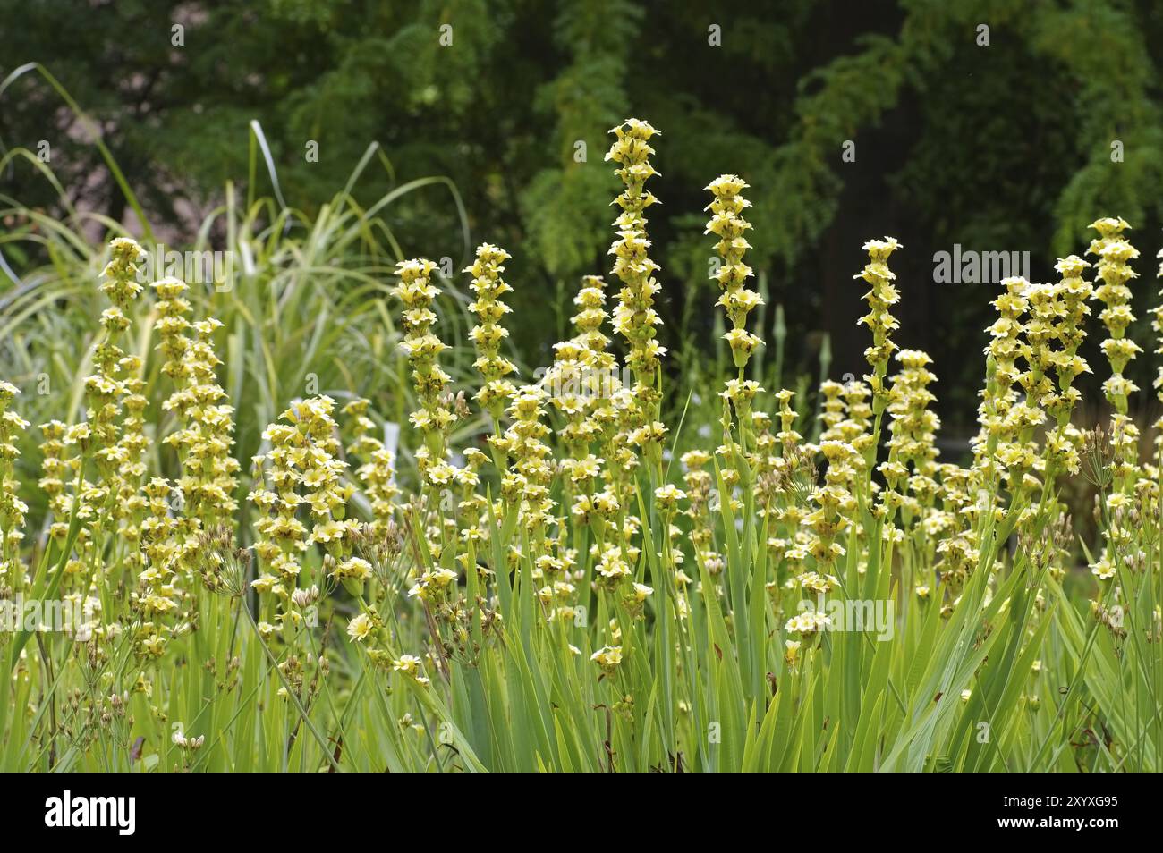 Rush lily Sisyrinchium striatum, an evergreen perennial plant, pale ...