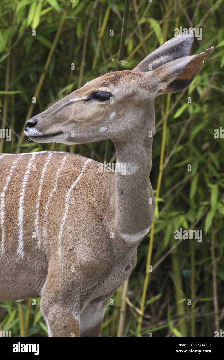 Group lesser kudu antelopes hi-res stock photography and images - Alamy
