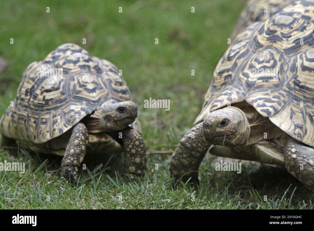 Panther turtle hi-res stock photography and images - Alamy