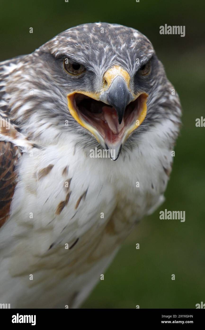 Royal Rough-legged Hawk Stock Photo - Alamy