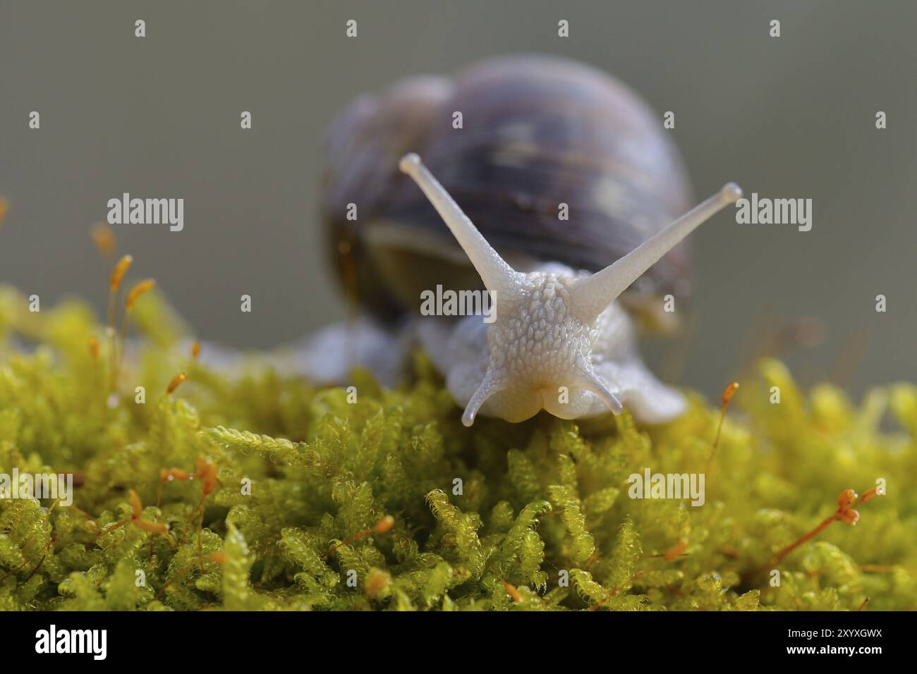 Seashells on forest floor hi-res stock photography and images - Alamy