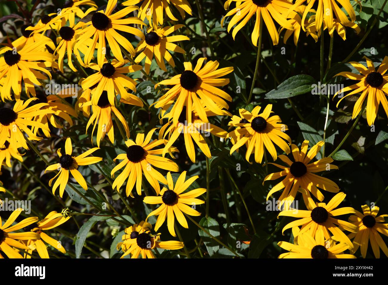Late summer field with old farm fence Stock Photo - Alamy