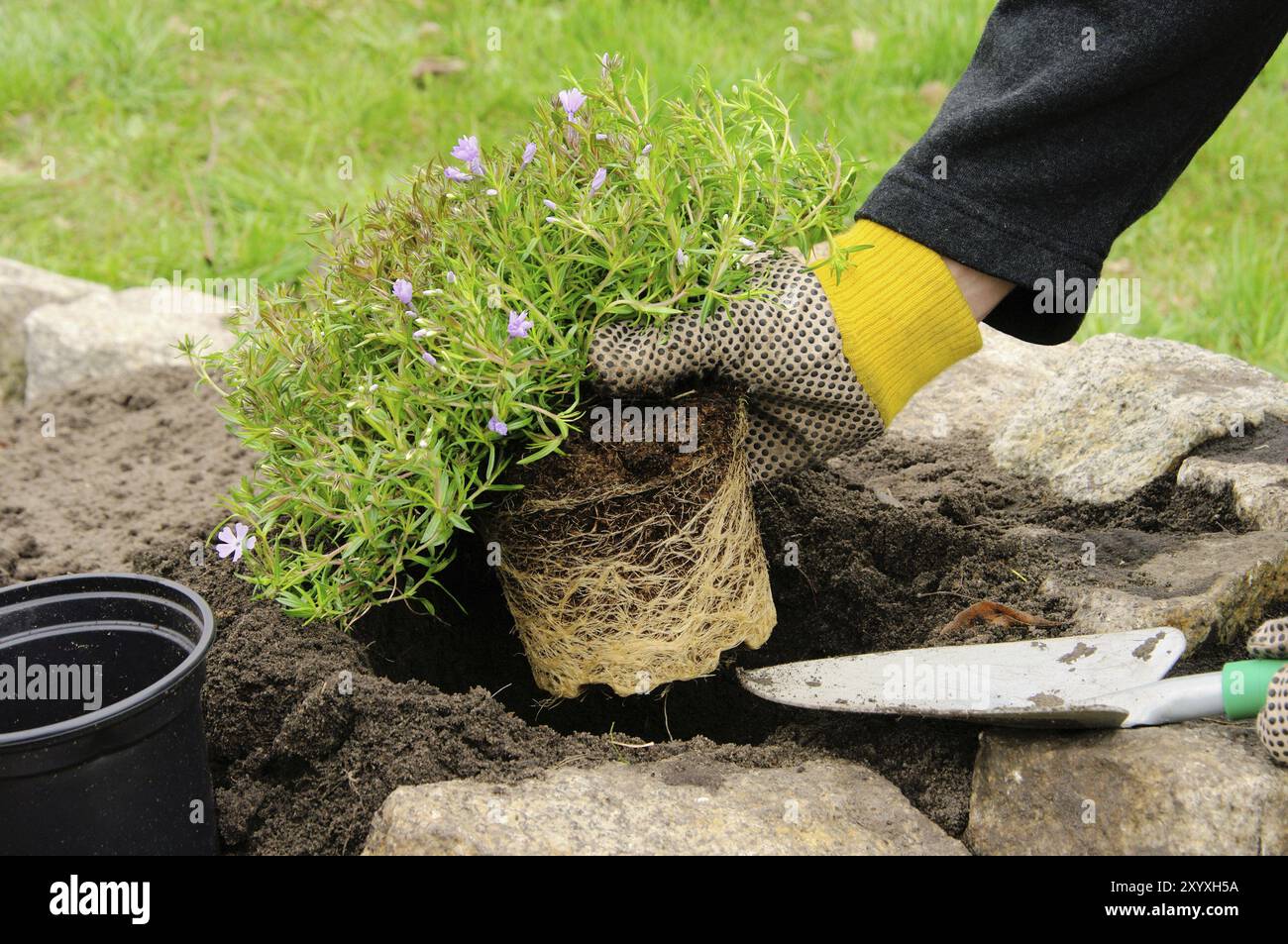 Planting shrubs, shrub planting Stock Photo - Alamy