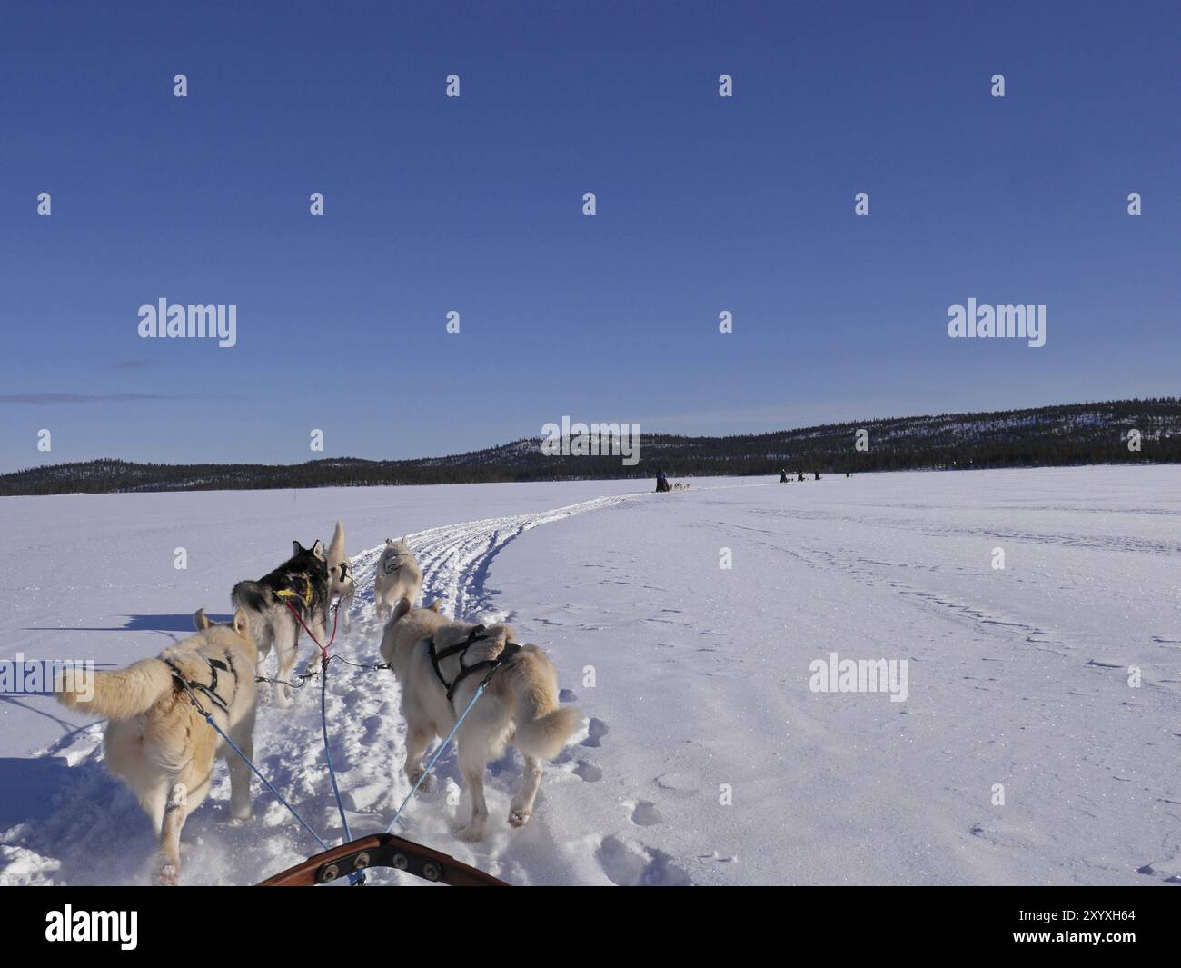 Dog sled ride Stock Photo - Alamy