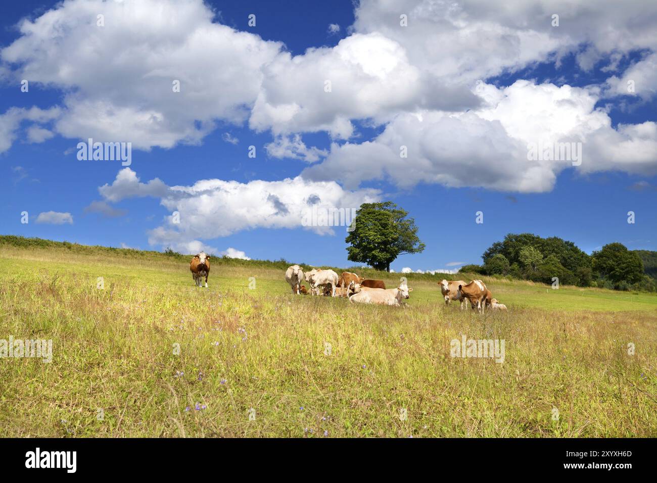 Few alpine cows on summer pastoral and beautiful sky Stock Photo - Alamy