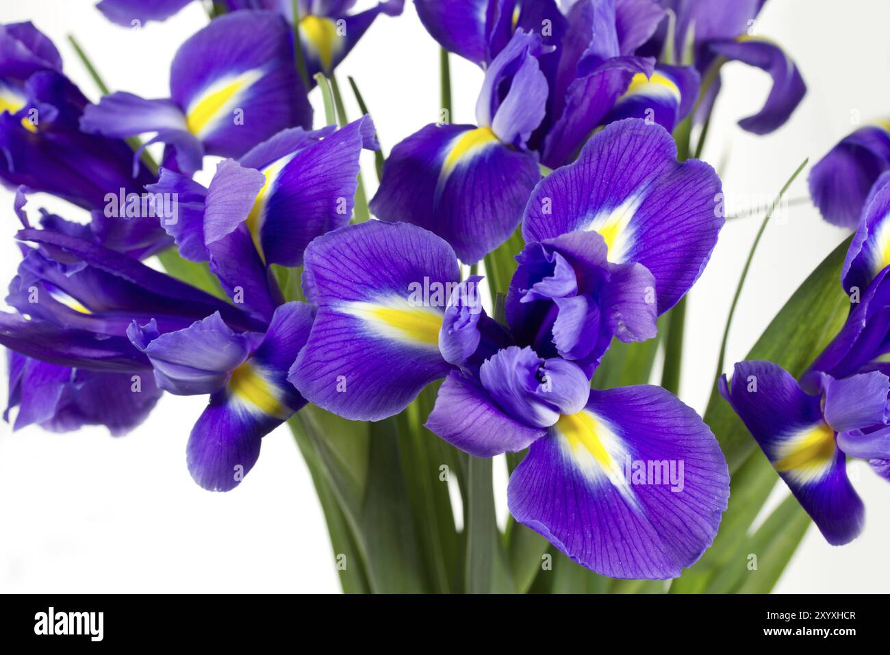 Irises (Iris) es on a white background Stock Photo - Alamy