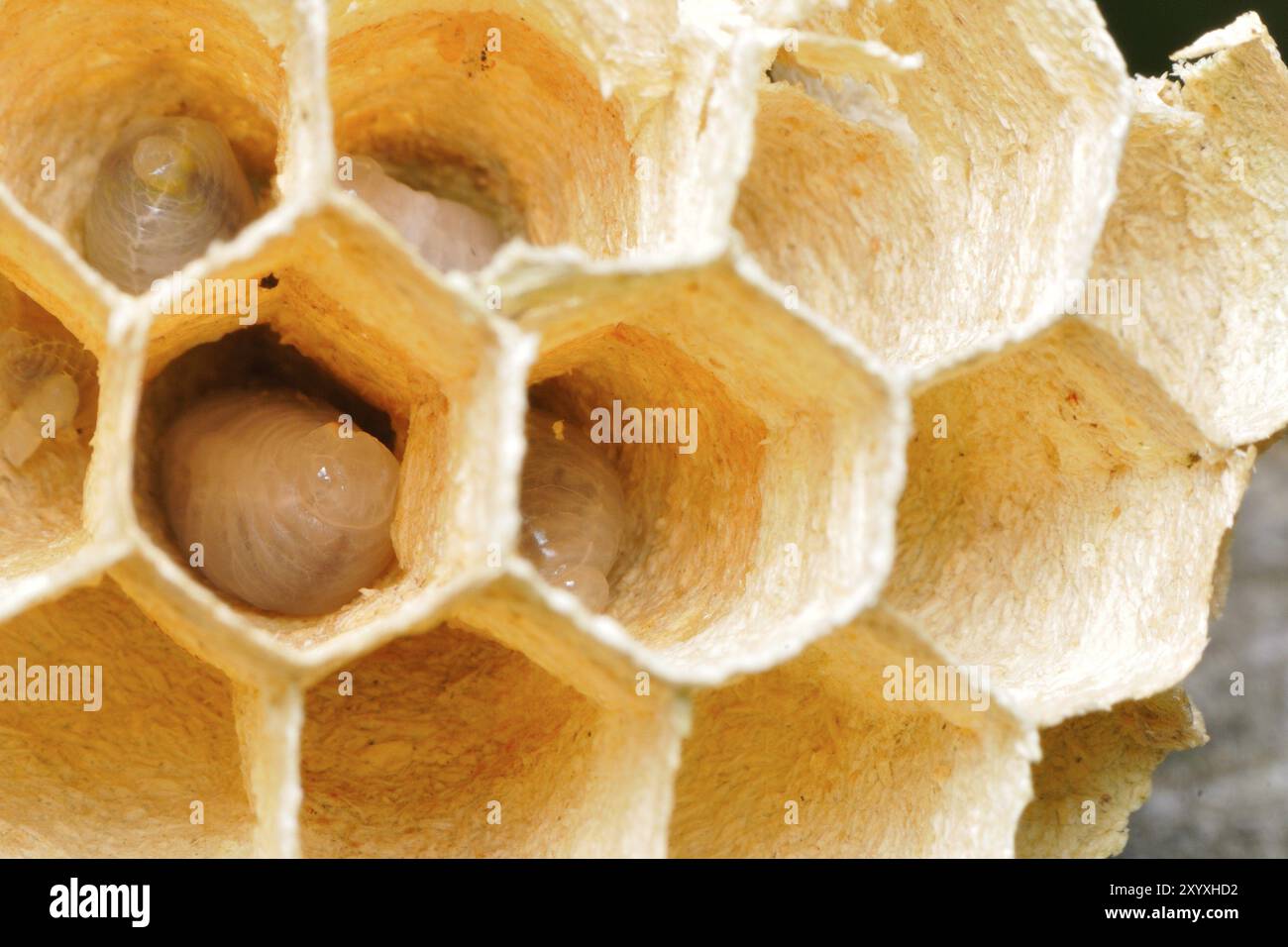 Wasps nest larvae development hi-res stock photography and images - Alamy