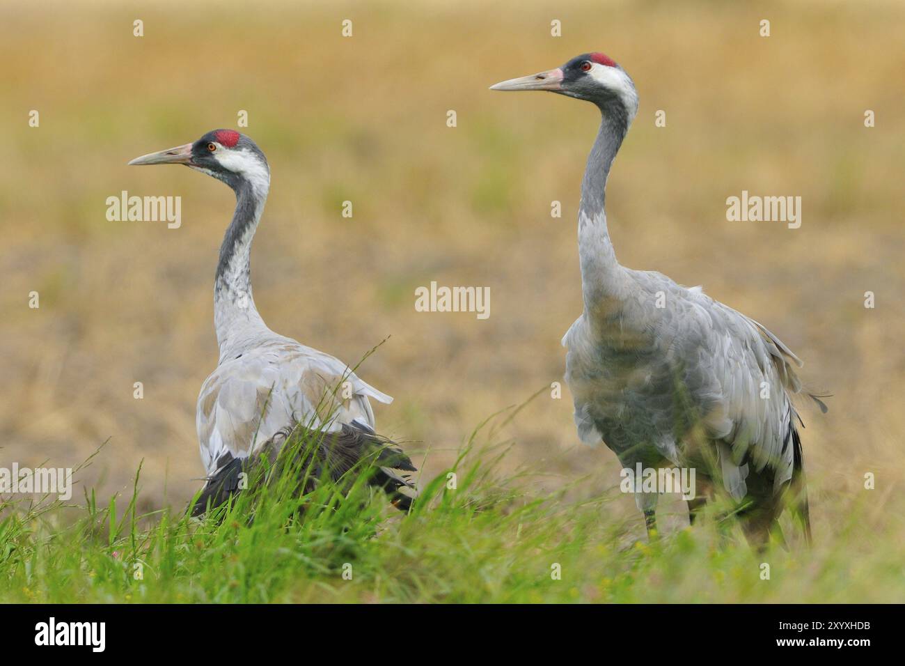 Common Crane, Grus grus, grey crane, Europe, europe, animals, bird ...