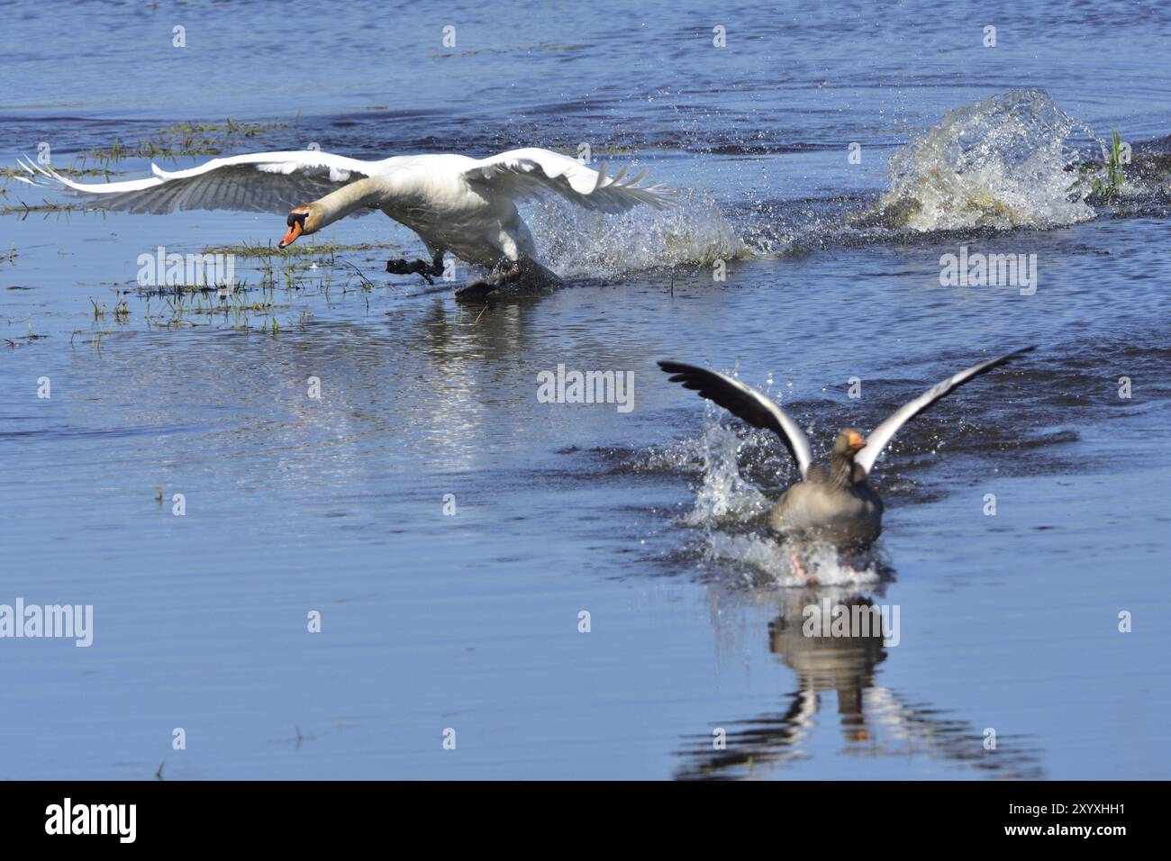 Mute Swan and Greylag Goose during the mating season Stock Photo - Alamy