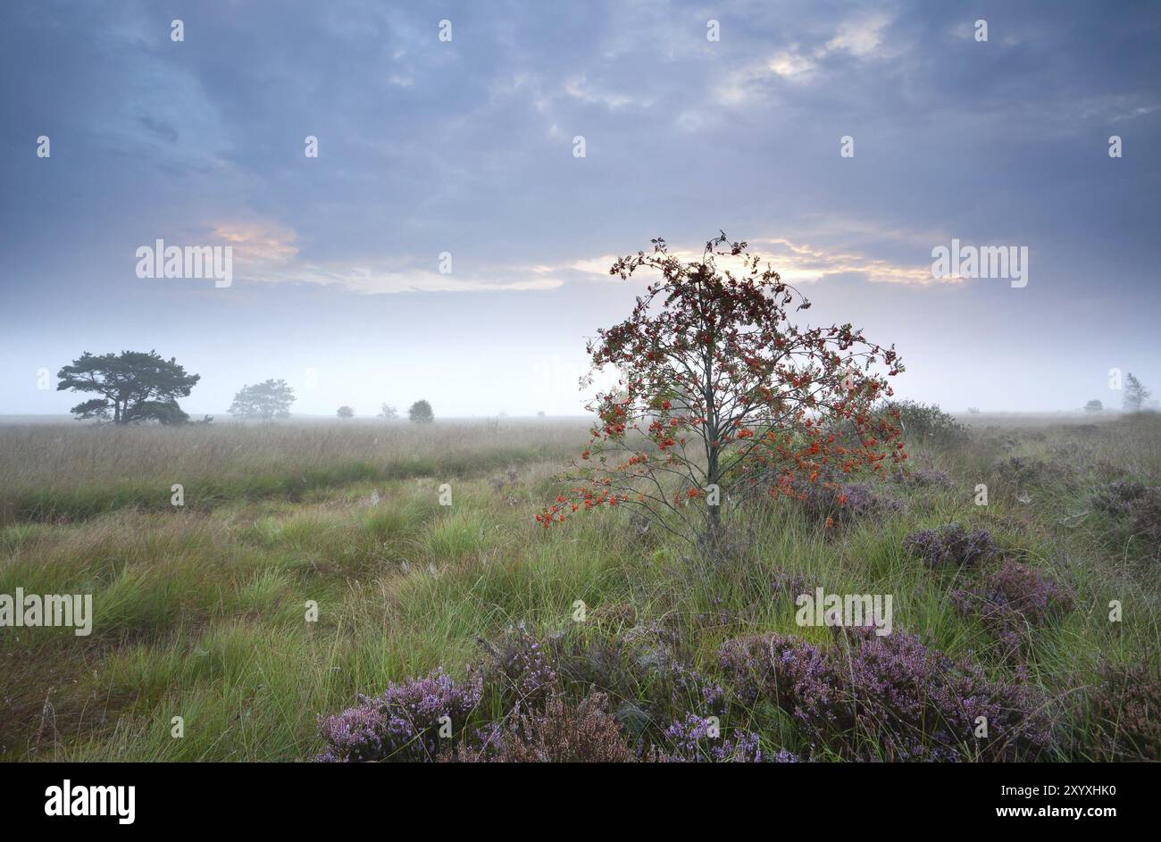 Orange rowan berry tree hi-res stock photography and images - Alamy