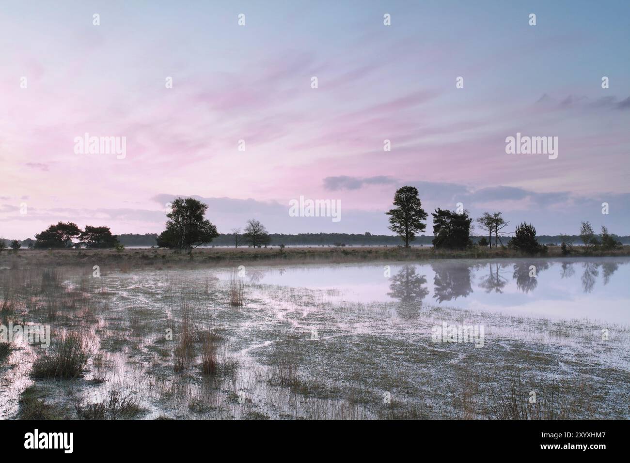 Beautiful shot swamp scenery hi-res stock photography and images - Alamy
