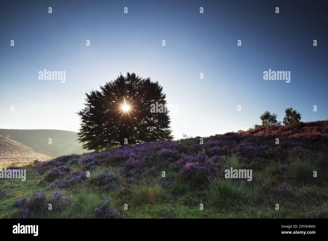 Sunshine through oak tree and pink heather, Netherlands Stock Photo - Alamy