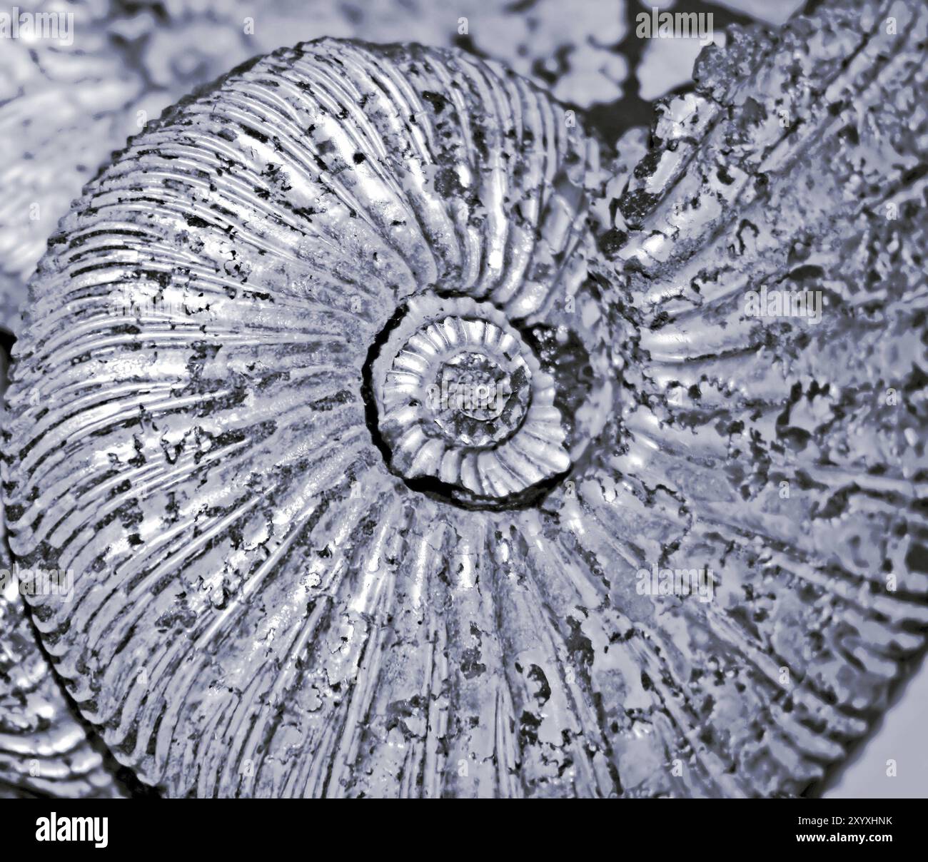 Fossilized ammonite background Stock Photo - Alamy