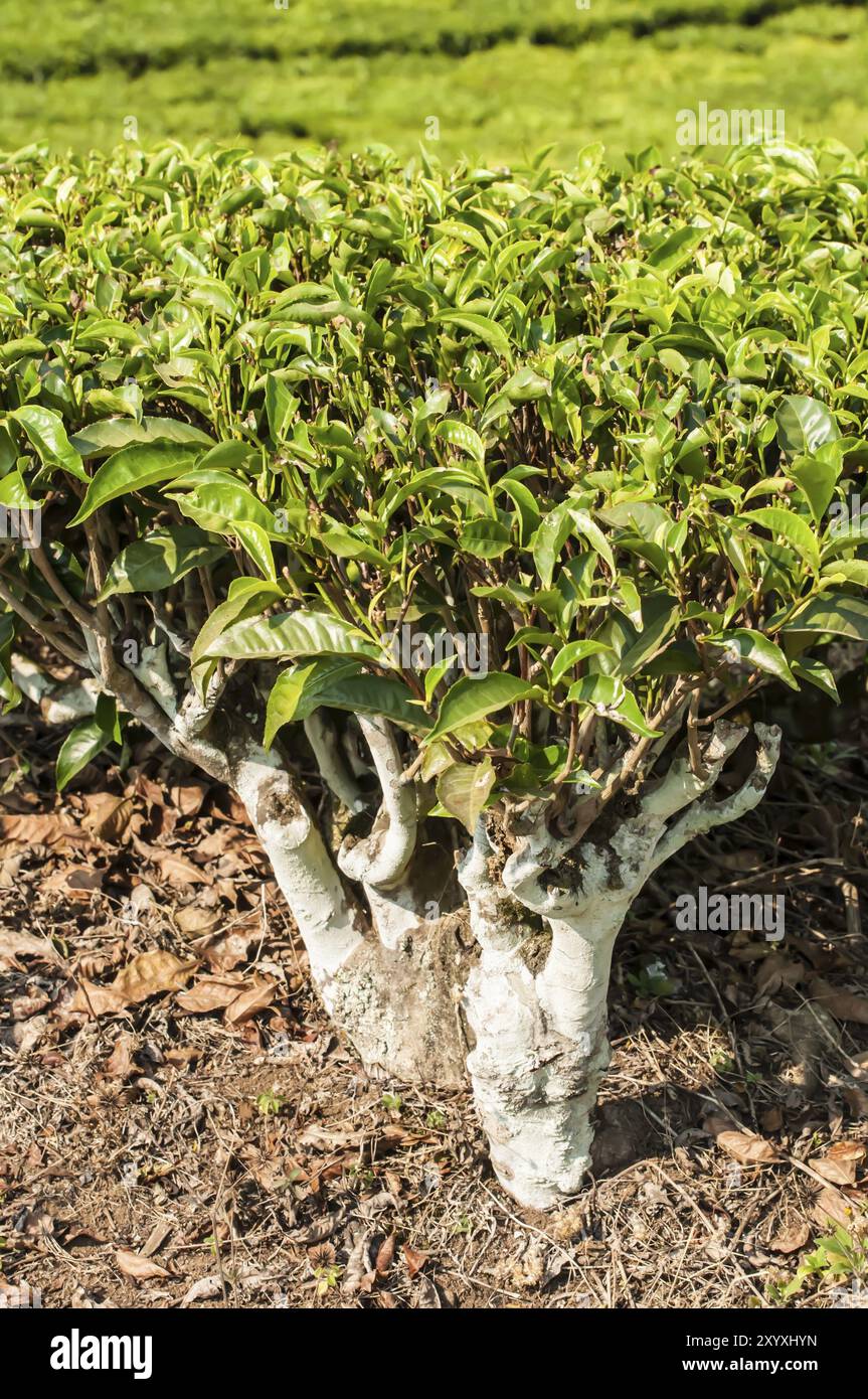 An up close view of a complete tea plant on a tea farm. the stems and ...