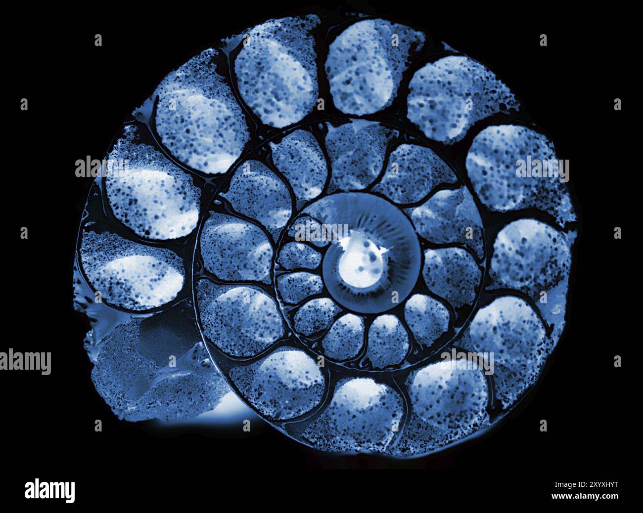 X-ray of cut cockleshell (fossil) background Stock Photo - Alamy