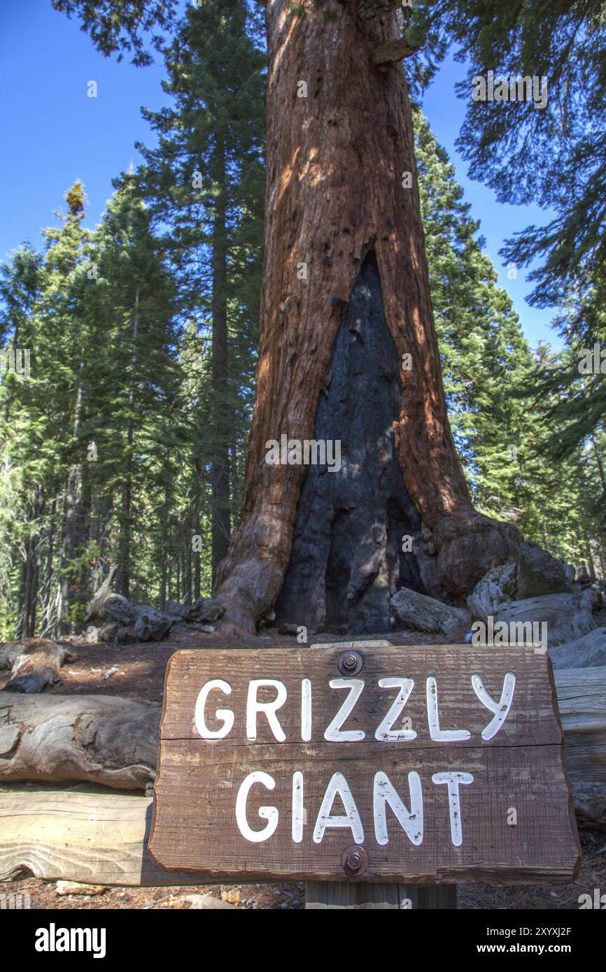 Grizzly Giant sequoia tree in Yosemite National Park, California Stock ...