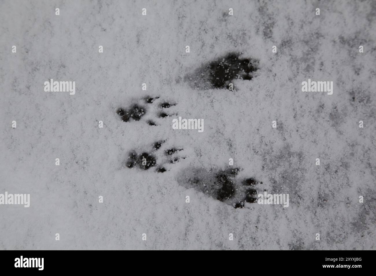Squirrel tracks snow hi-res stock photography and images - Alamy