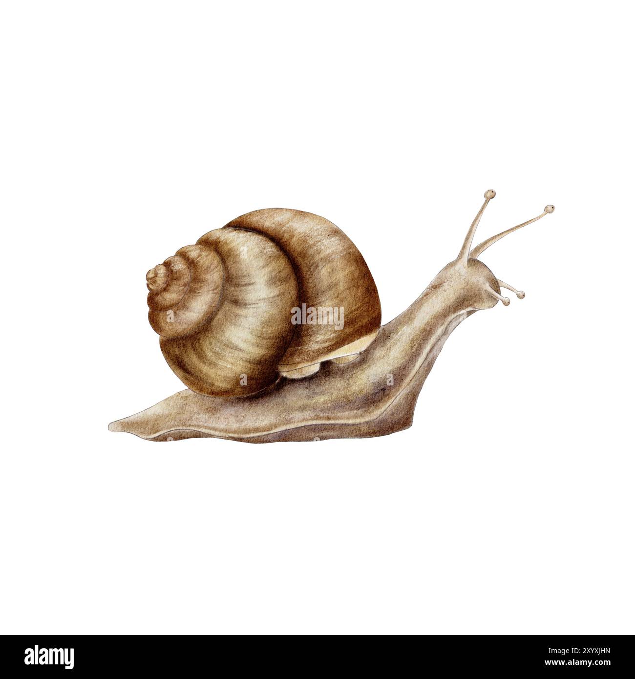 Snail isolated element watercolor illustration Stock Photo - Alamy