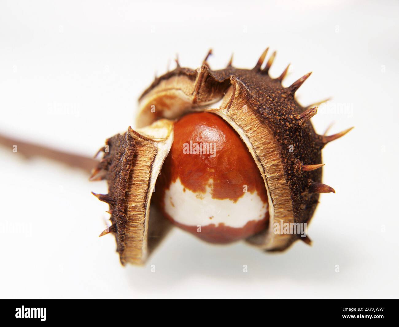 Single chestnut unfolding, isolated towards white background Stock ...