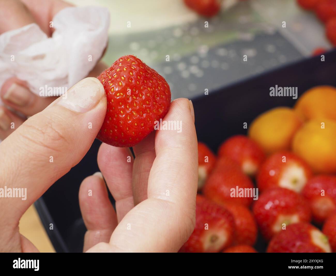Female person holding a whole strawberry after washing and drying Stock ...