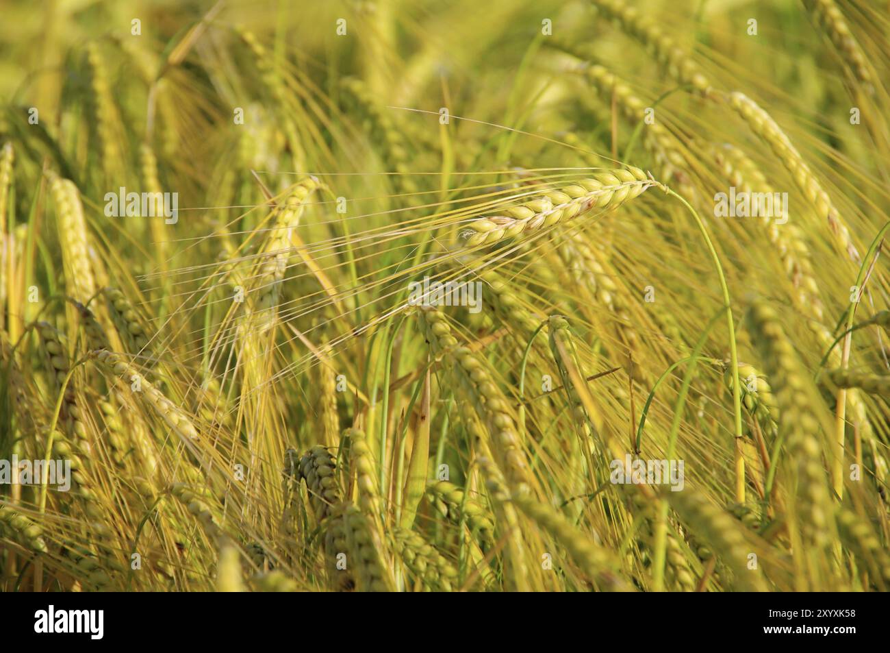 Rye breed hi-res stock photography and images - Alamy