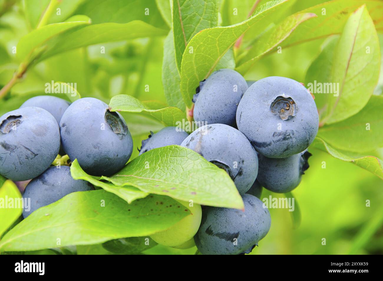 Blueberry on shrub 01- blueberry on shrub 04 Stock Photo - Alamy